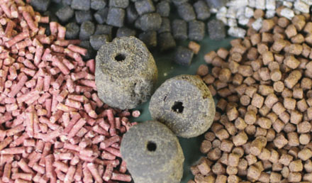 Carp bait debate – are pellets dangerous to carp? - Angling Lines Blog 🎣